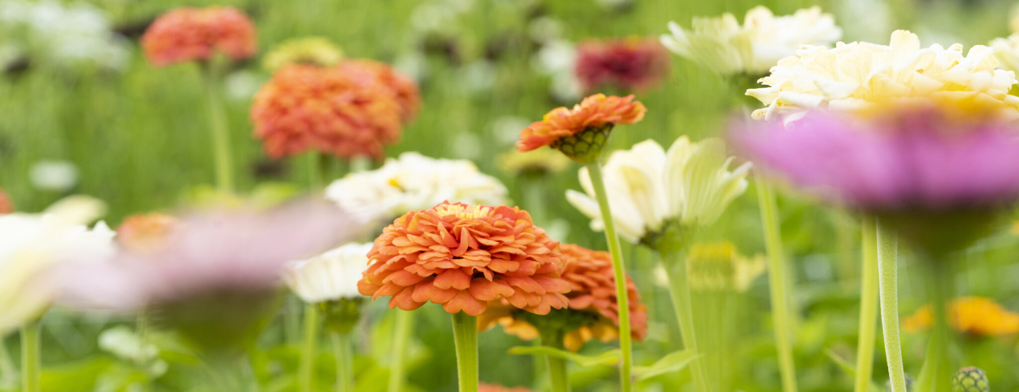 Slow Flower Garden: From 0 to 50K Organic Traffic per Month in One Year